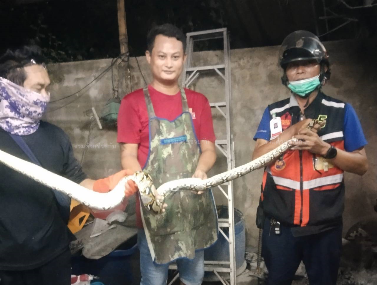 shocked! A python tucked under a roof in Rama 3 area - Thailandtv.news