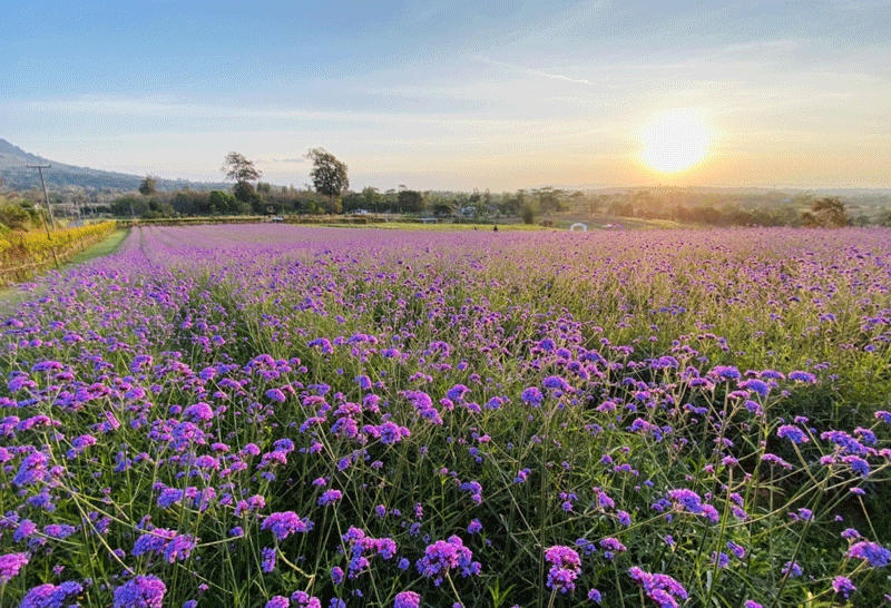 ทุ่งดอกไม้สีม่วงบานสะพรั่งวังน้ำเขียวต้อนรับนทท.